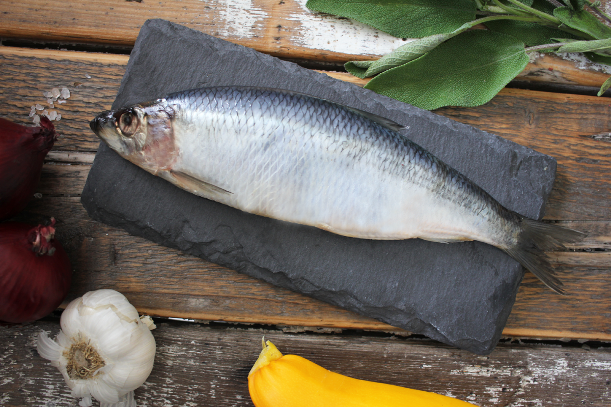 Heringe kaufen | Online bei send-a-fish